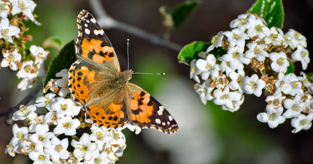 This Grandmother's Garden: Painted Ladies Migration