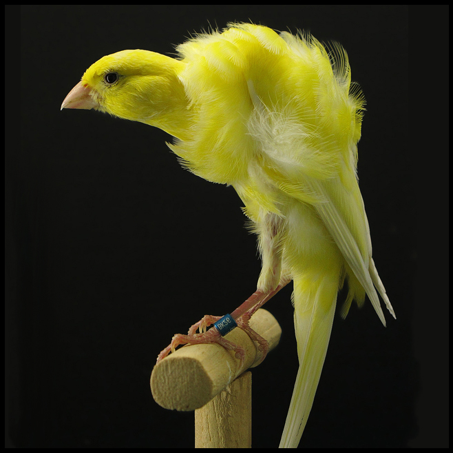 Avesnatura: Canaricultura