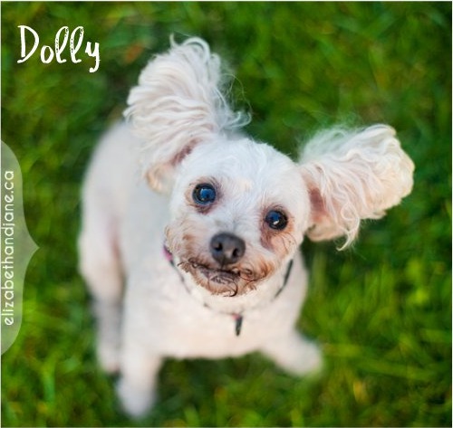 Dolly Needs a Home - PAWSH MAGAZINE | A New Breed of Dog Magazine