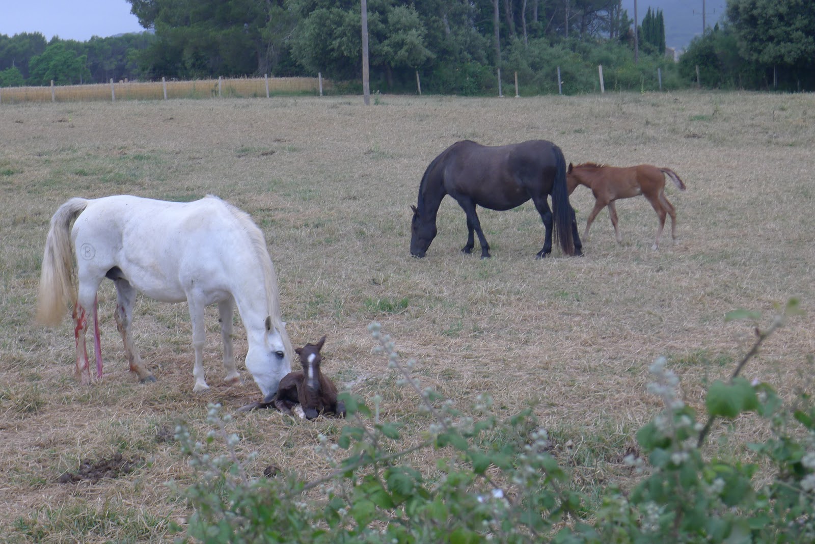 el blog d'en joan vilardell: Ha nascut un poltre