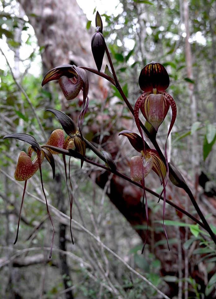 蘭花的故事: Paphiopedilum anitum 雅尼拖鞋蘭