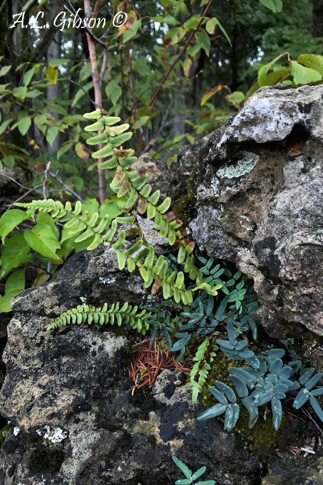 The Buckeye Botanist: The Asplenium Ferns of Ohio