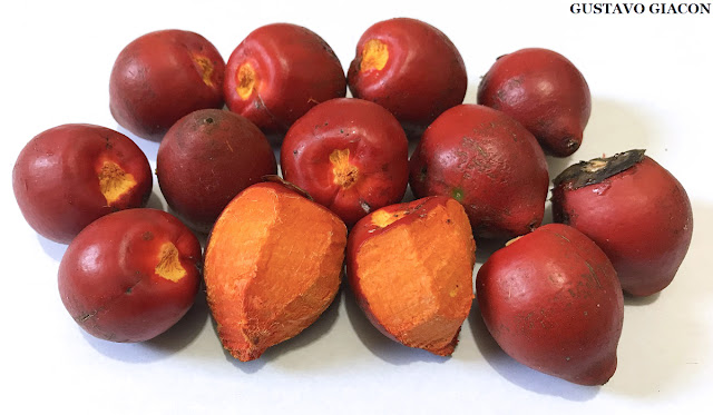 Viveiro Ciprest - Plantas Nativas e Exóticas: Pupunha ou Palmito ...