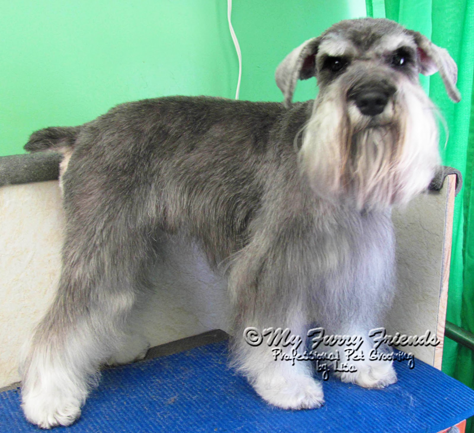Pet Grooming: The Good, The Bad, & The Furry: Monday Makeover # 15 ...