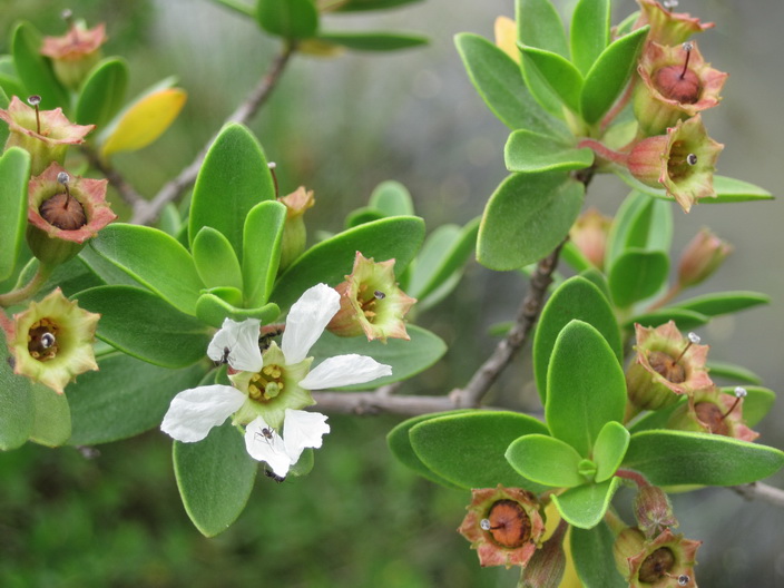 วันวาน...ของบางกรูด (The Memory of Bangkrod) : พรรณไม้น้ำ..เทียนทะเล