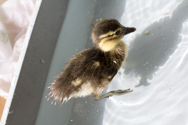 Baby duck swimming (17 pics) | Amazing Creatures