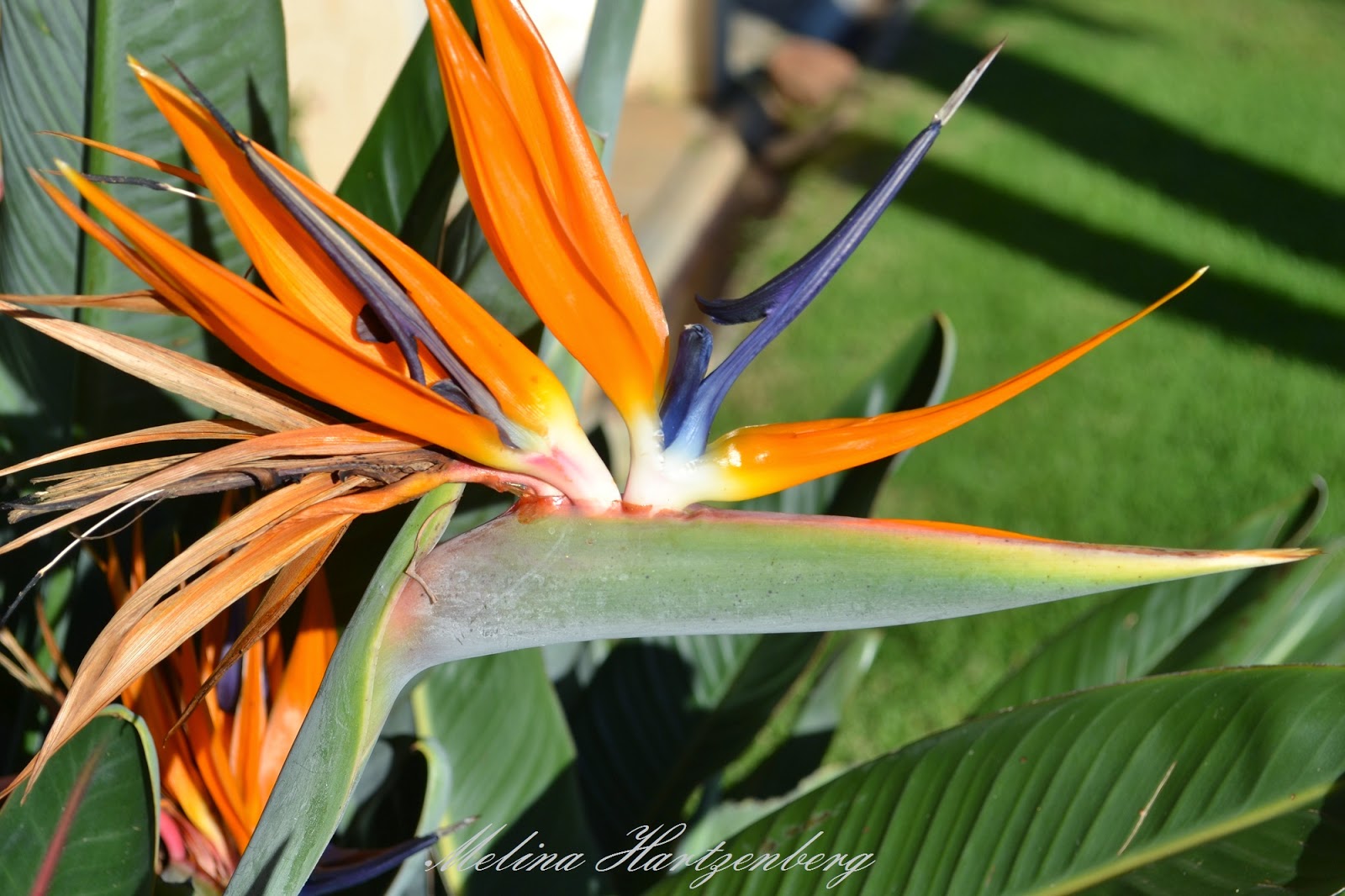 livingplantworld: Order: Zingiberales Family:Strelitziaceae Genus ...