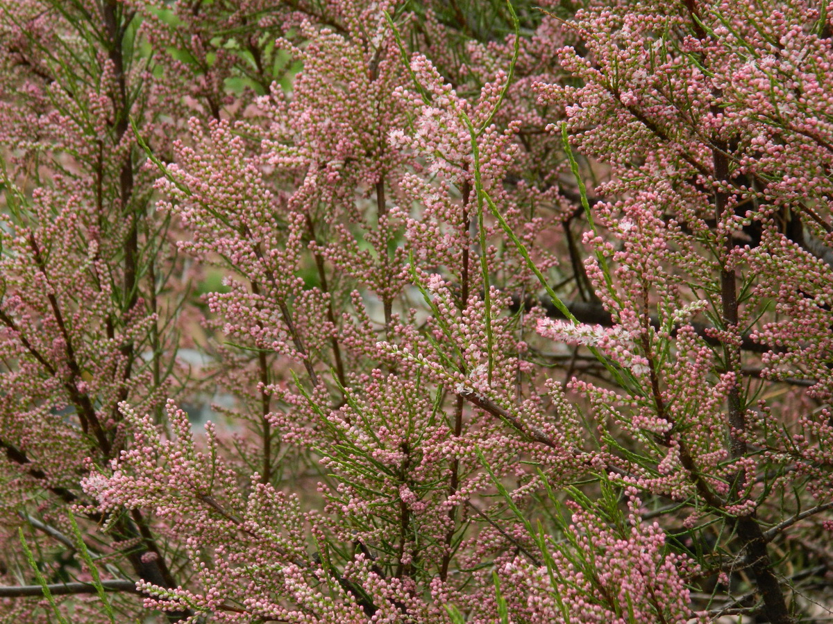 LA MULTI ANI, ROMANIA!: Crengi de tamarisc inflorite