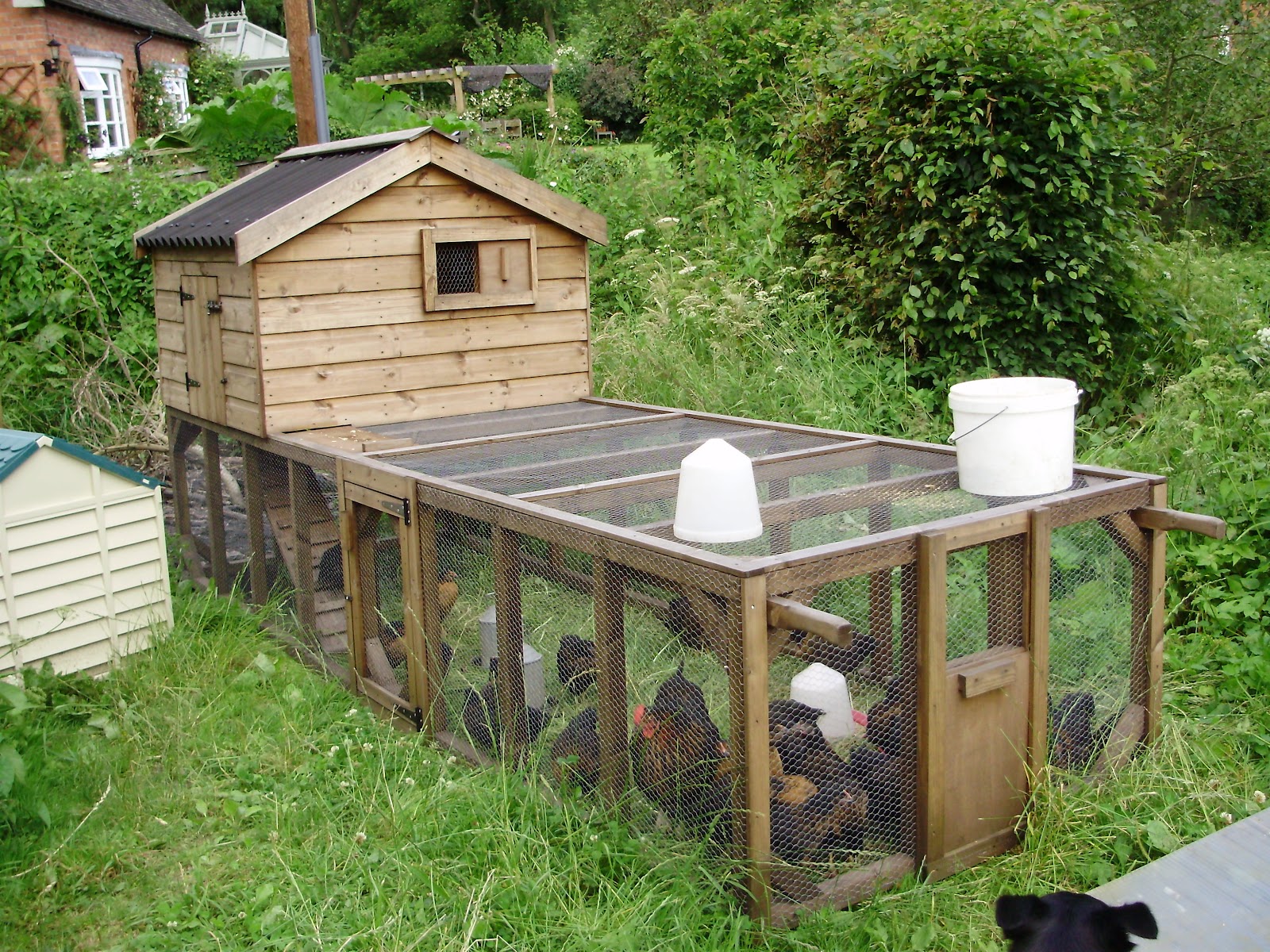 Hopesay Glebe Farm: Rearing Laying Hens