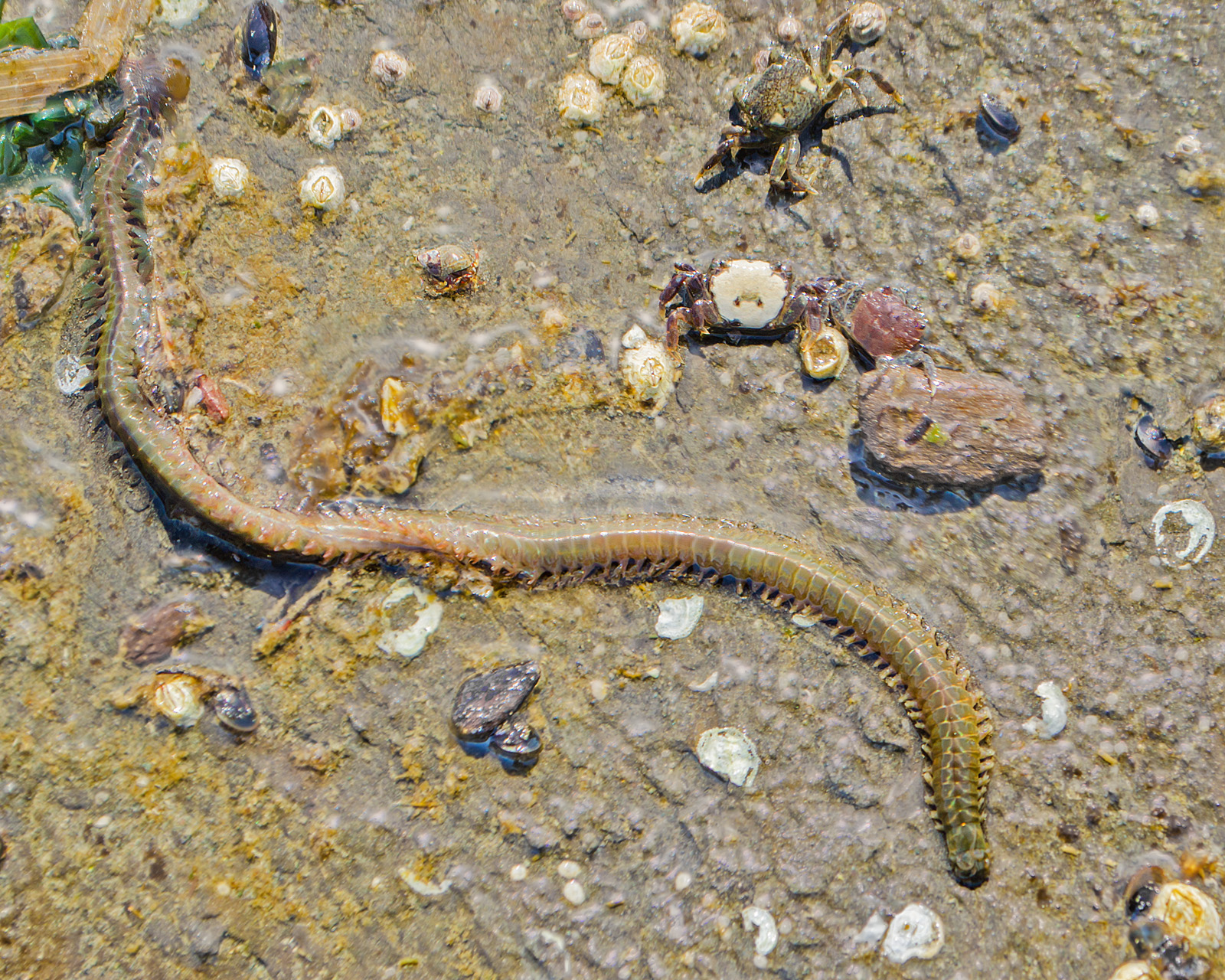 Wanderin' Weeta (With Waterfowl and Weeds): Just worms. Beautiful worms.