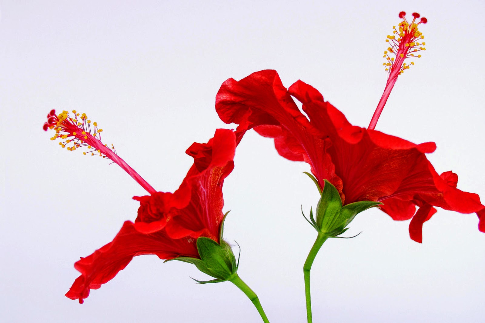 Flower Garden of 2015 : 3d red color flower wallpapers in New Shade