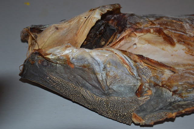 Oppdag Fisk!: Arius Proops/Crucifix Sea Catfish/Sciades Proops ...