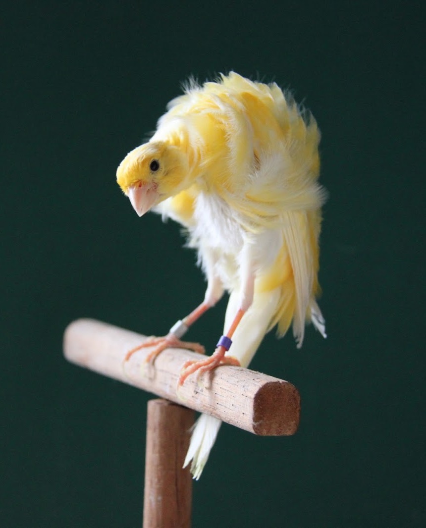 LOS CANARIOS DE POSTURA: Canarios Rizados (2)