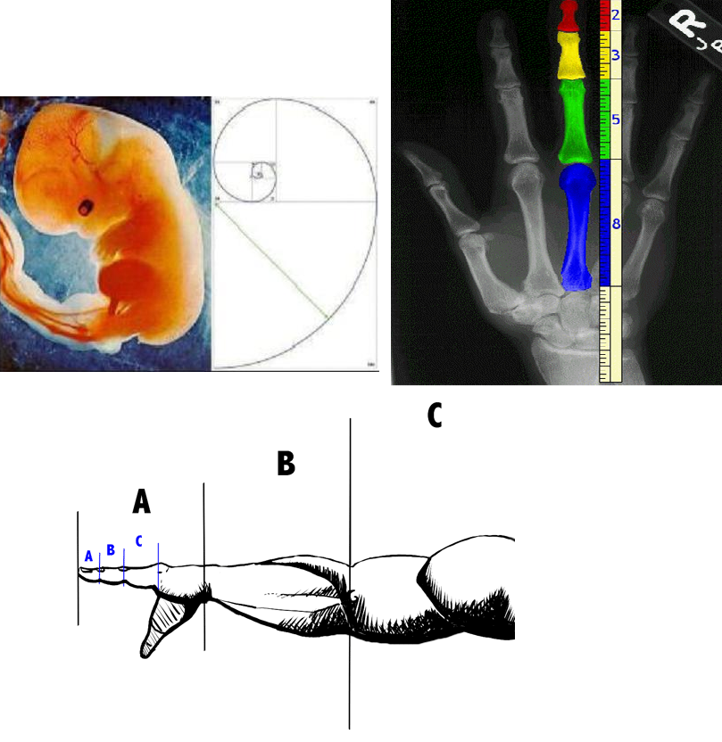 La SPIRALE di Fibonacci & La Sezione Aurea – Daniele D'Aguanno