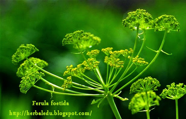 Perumkayam- පෙරැංකායම් - Ferula foetida - Herbal Plants of Asia