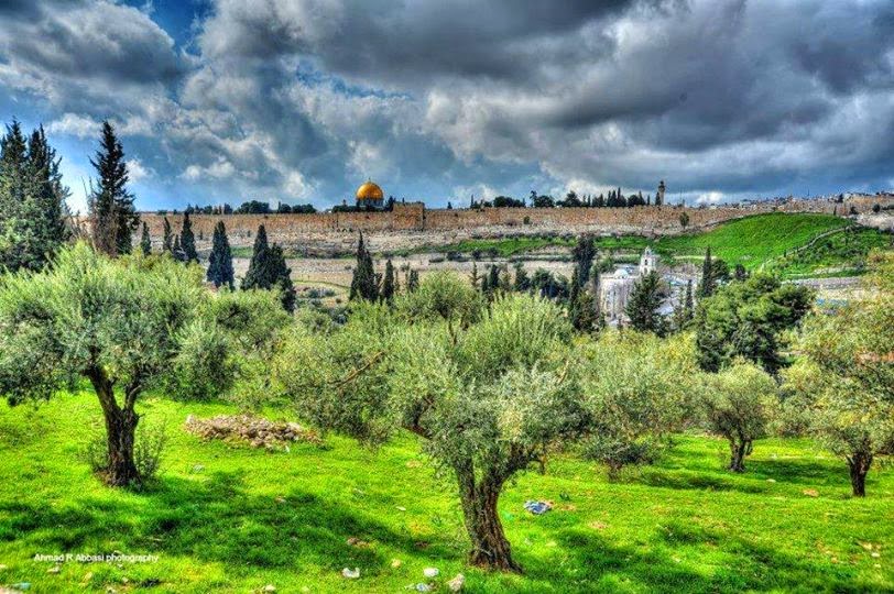 Growing Gardens for Palestine: Religious Fact ... a poem