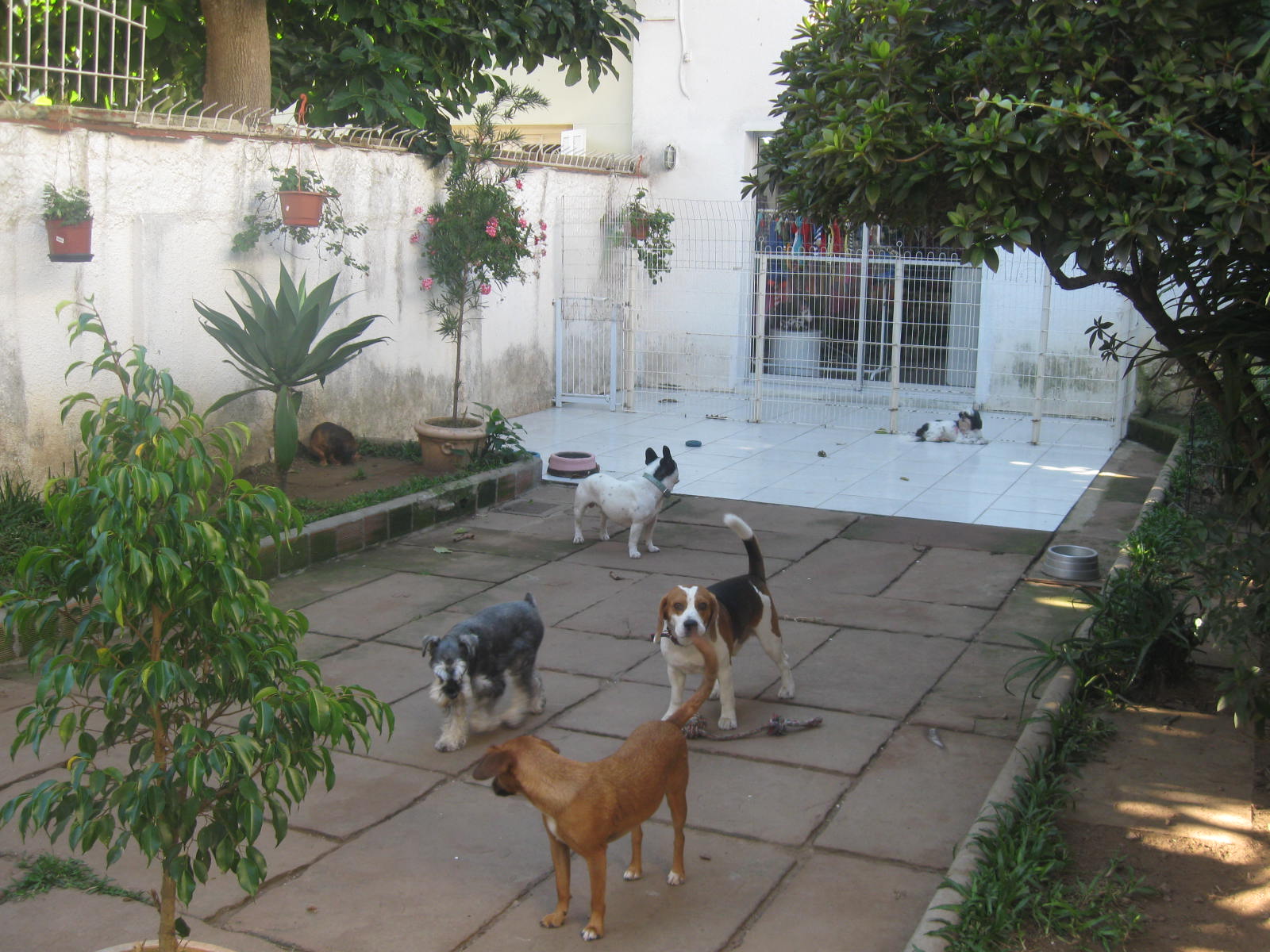 Especial Creches: em pet shop | Cão Gaudério