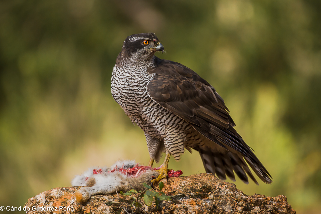 AZOR COMUN - Accipiter Gentilis | Observatorio de la Naturaleza