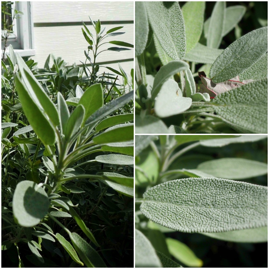 Livin' In The Green: Saving Sage For Winter...