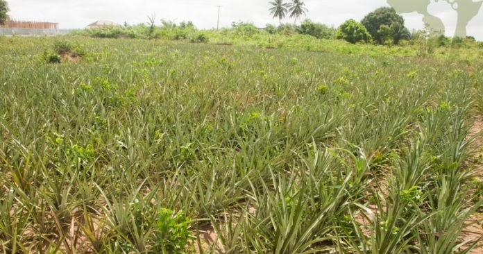 Naija AgroNet: Ghana launches US$113m Agric project