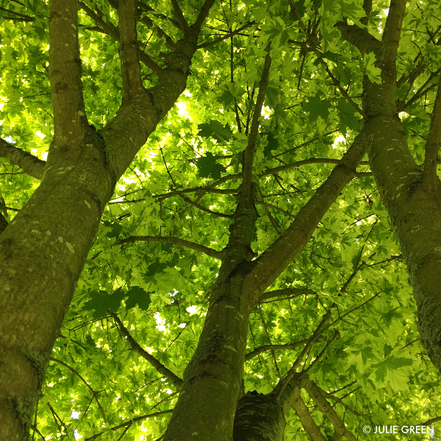 Patterns and Tones: Variegated Norway Maple