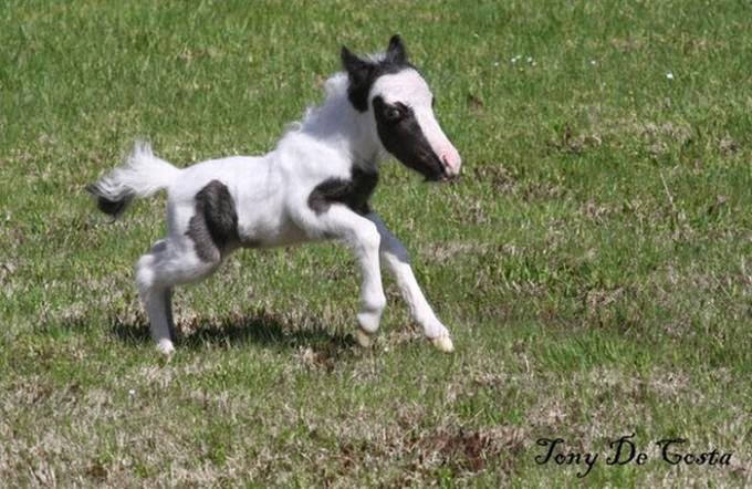 Kuda Paling Kecil di Dunia - Ter-paling