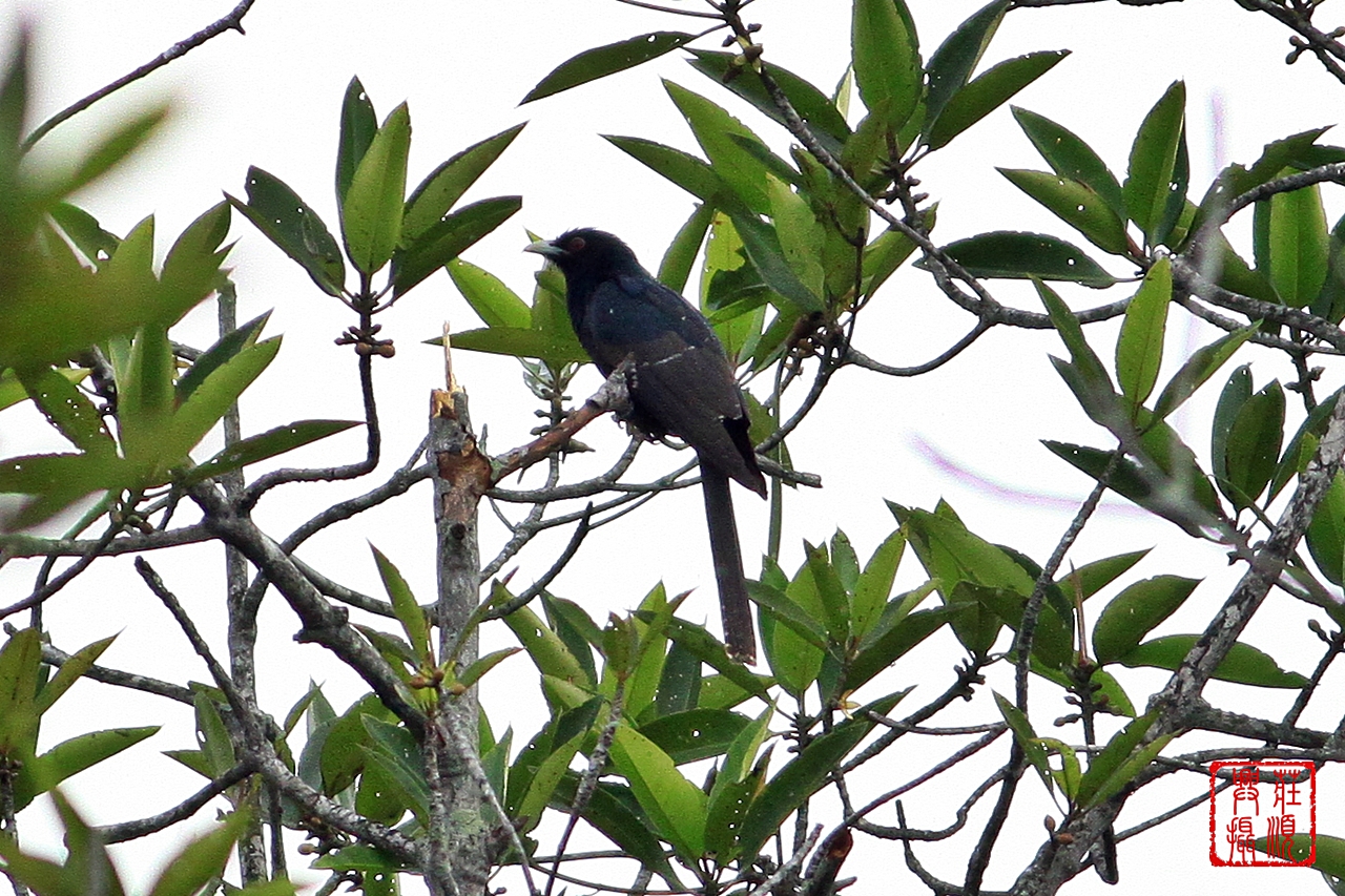 风喉佬: 蛤山行之二噪鹃Asian Koel