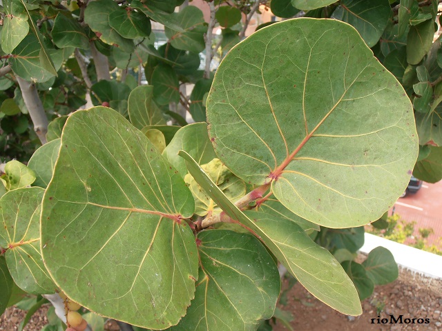 UVA DE PLAYA: Coccoloba uvifera | Plantas rioMoros