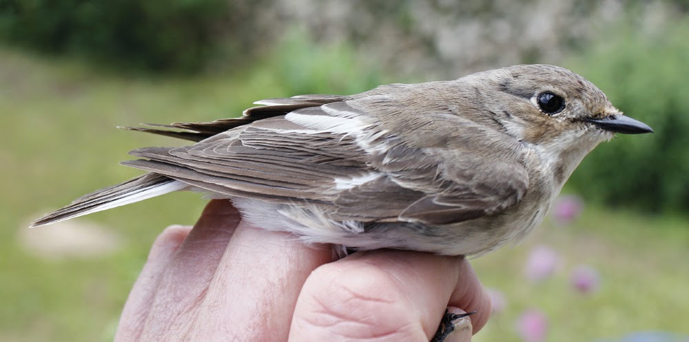 Another Bird Blog: CES Menorca Style