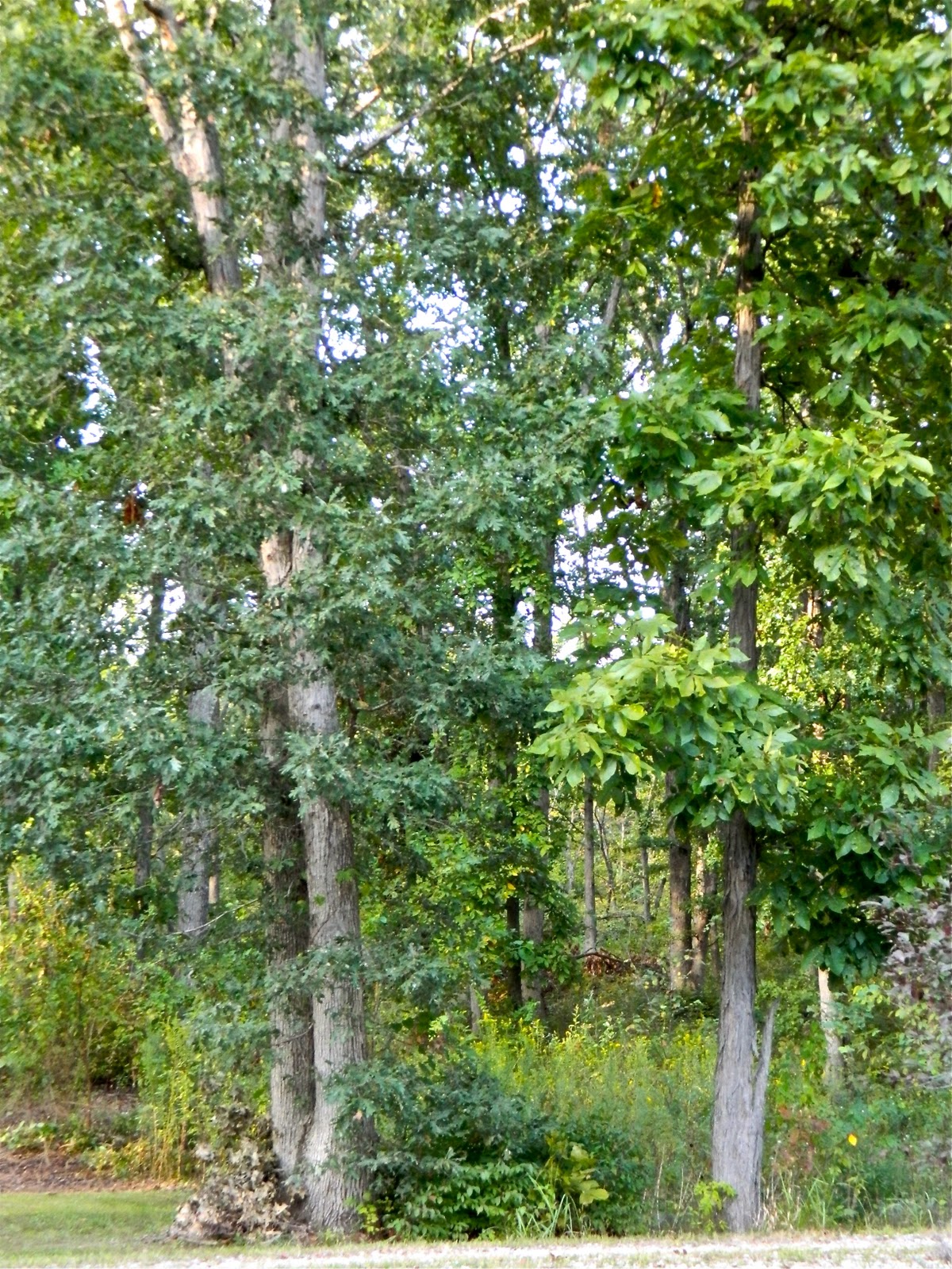 GrowingPhasesFarm: Gathering Acorns to Eat