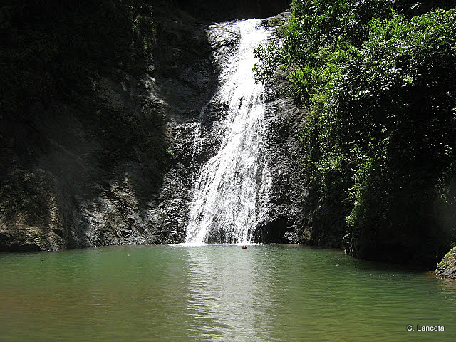 En busca de la cuadratura del círculo: Maricao Forest