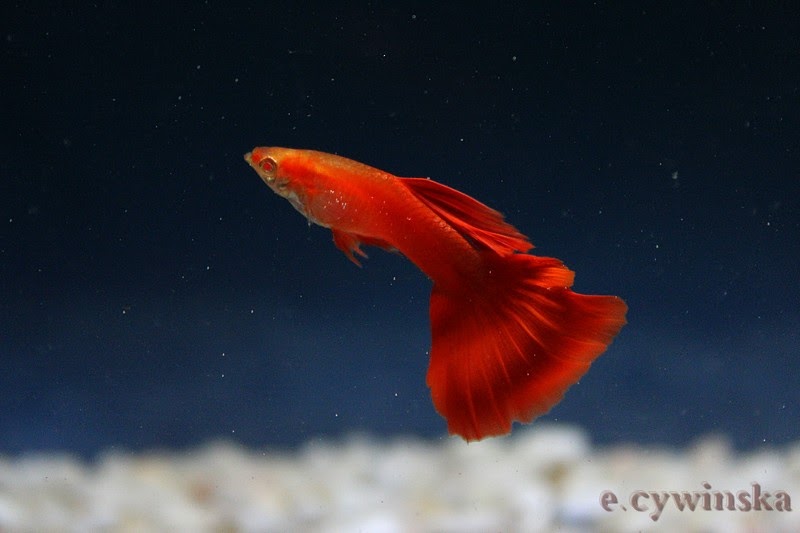xiphophorus.pl: Gupiki albino full red