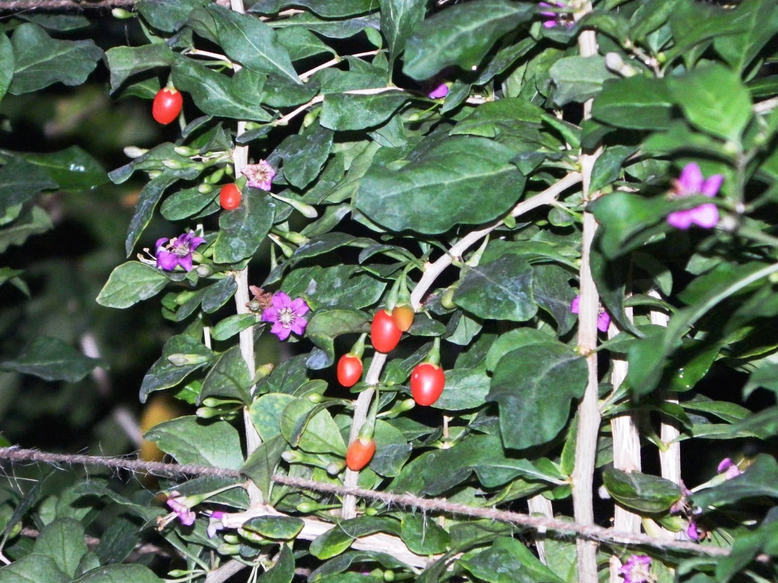 arbusti Goji - FRUCTELE TINERETII - Pagina 5