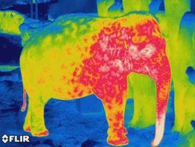 Kissimmee Guest Services: Amazing Photos! Infrared Images of Elephants ...