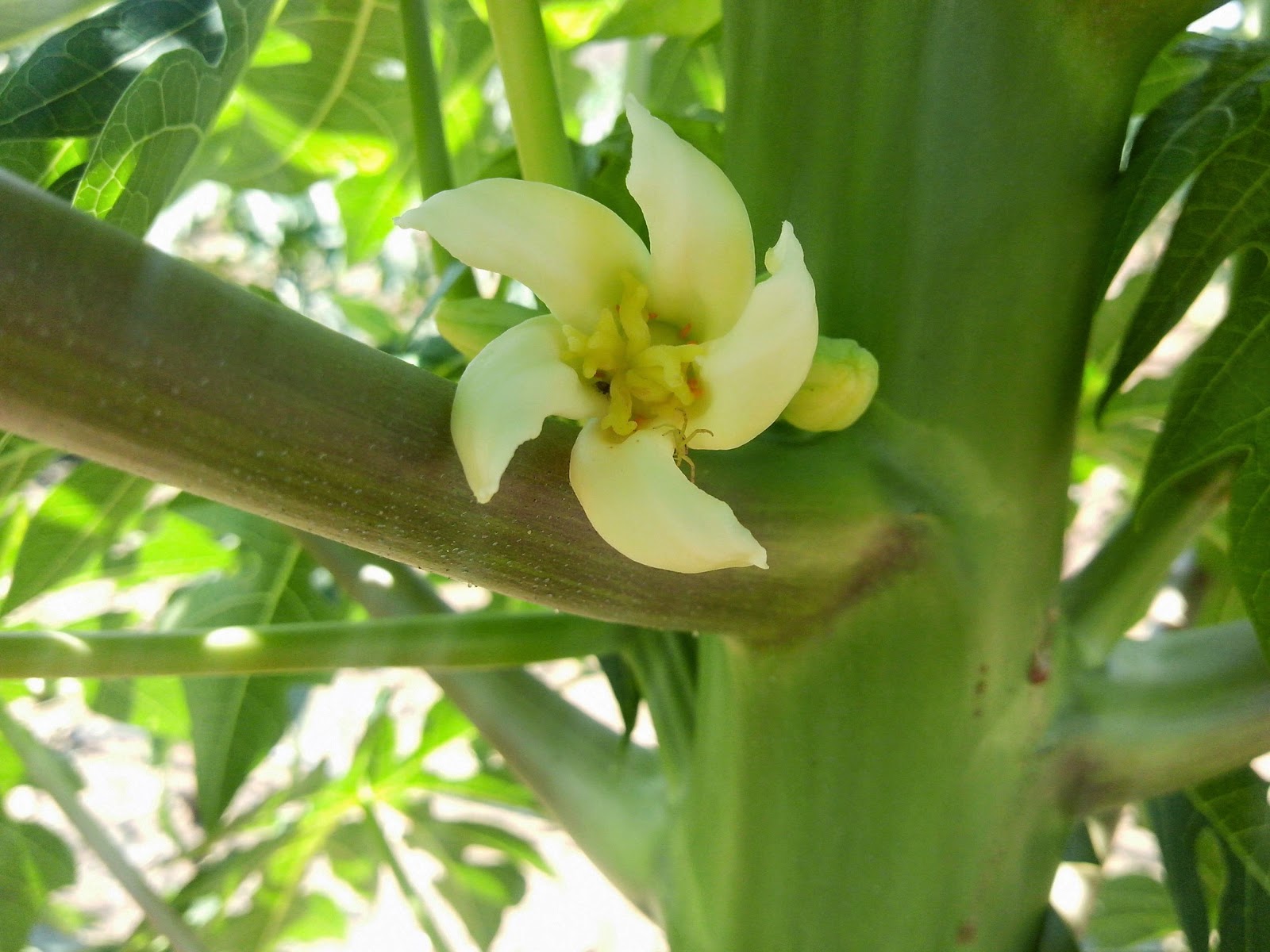 Partes Reprodutivas das Plantas : As plantas monoicas, dioicas e ...