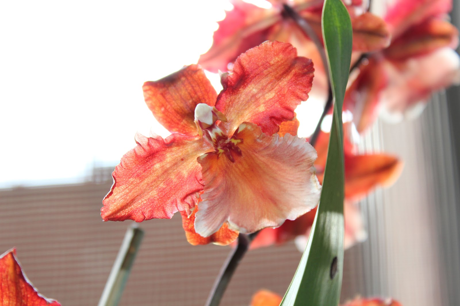 Maria's Orchids: Wilsonara Pacific Perspective Time-Lapse