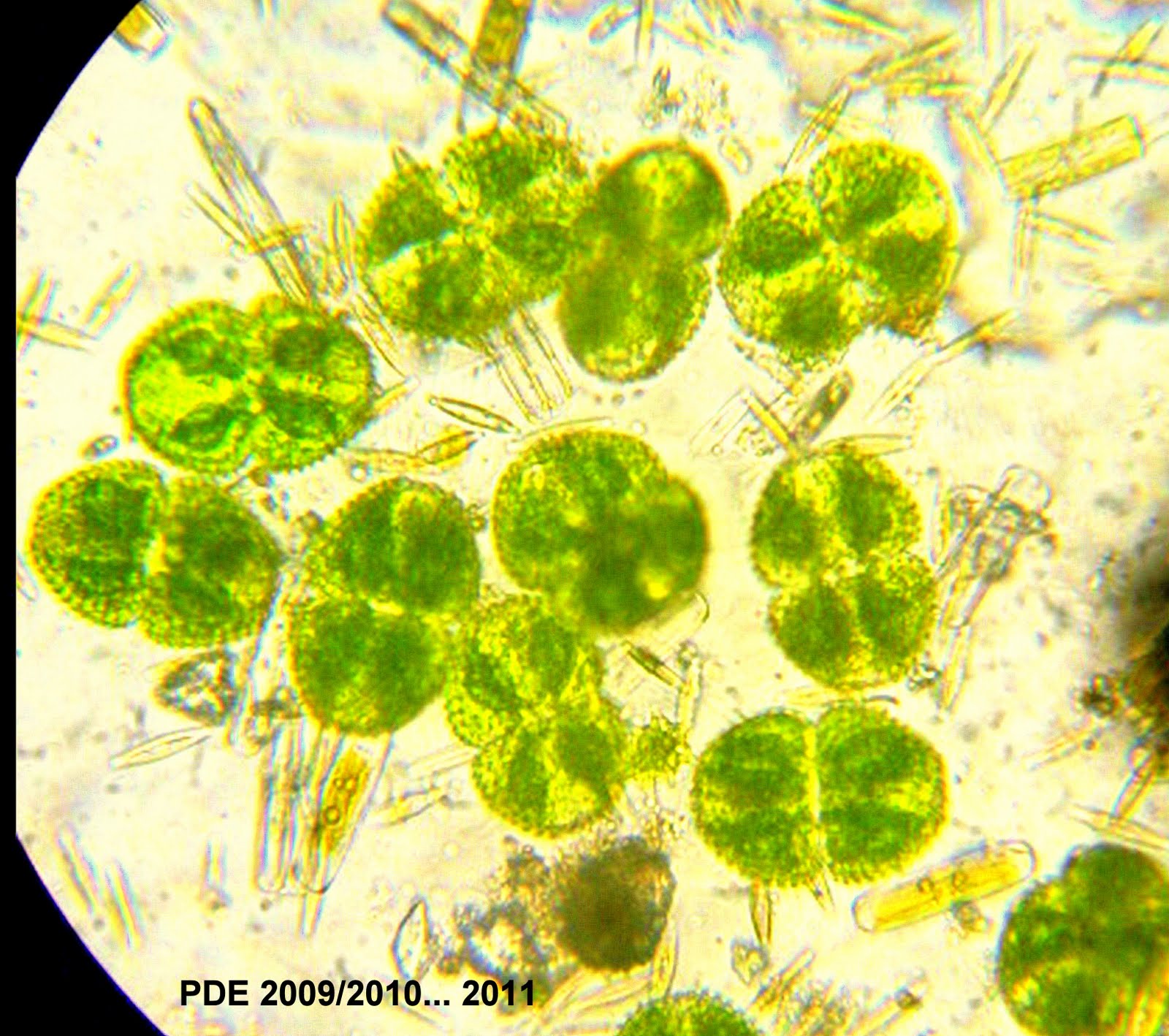 Cultivo de Microalgas em Fotobiorreatores: Cosmarium... Microalgas...