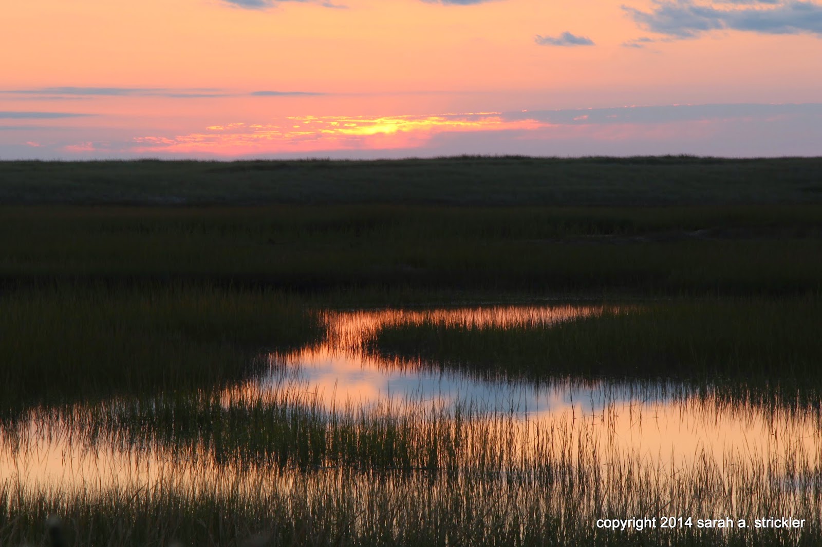 Of Leaf and Limb: Views along the Pamet: Truro's Tidal River and a ...