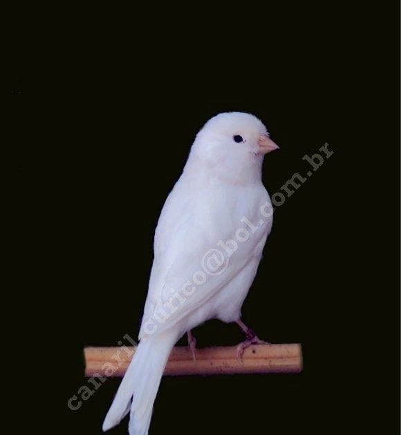 Canaril Curico - Canário de Cor: Fotos Canários