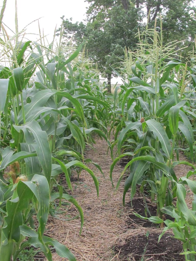 Wind on the Plains: First Corn