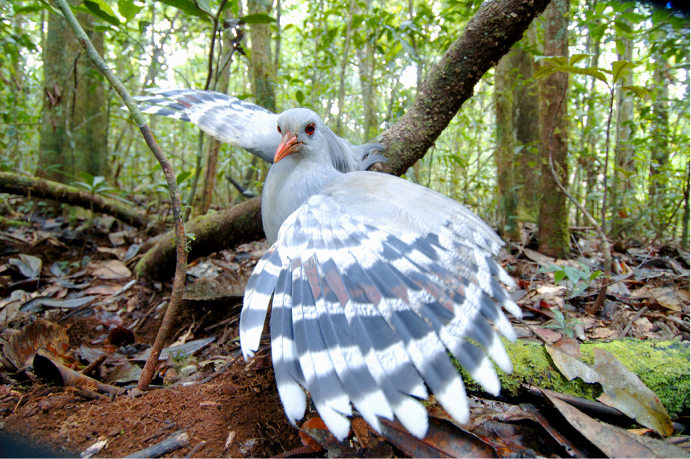 A l'autre bout du monde... La Nouvelle Calédonie: La Faune en Photos