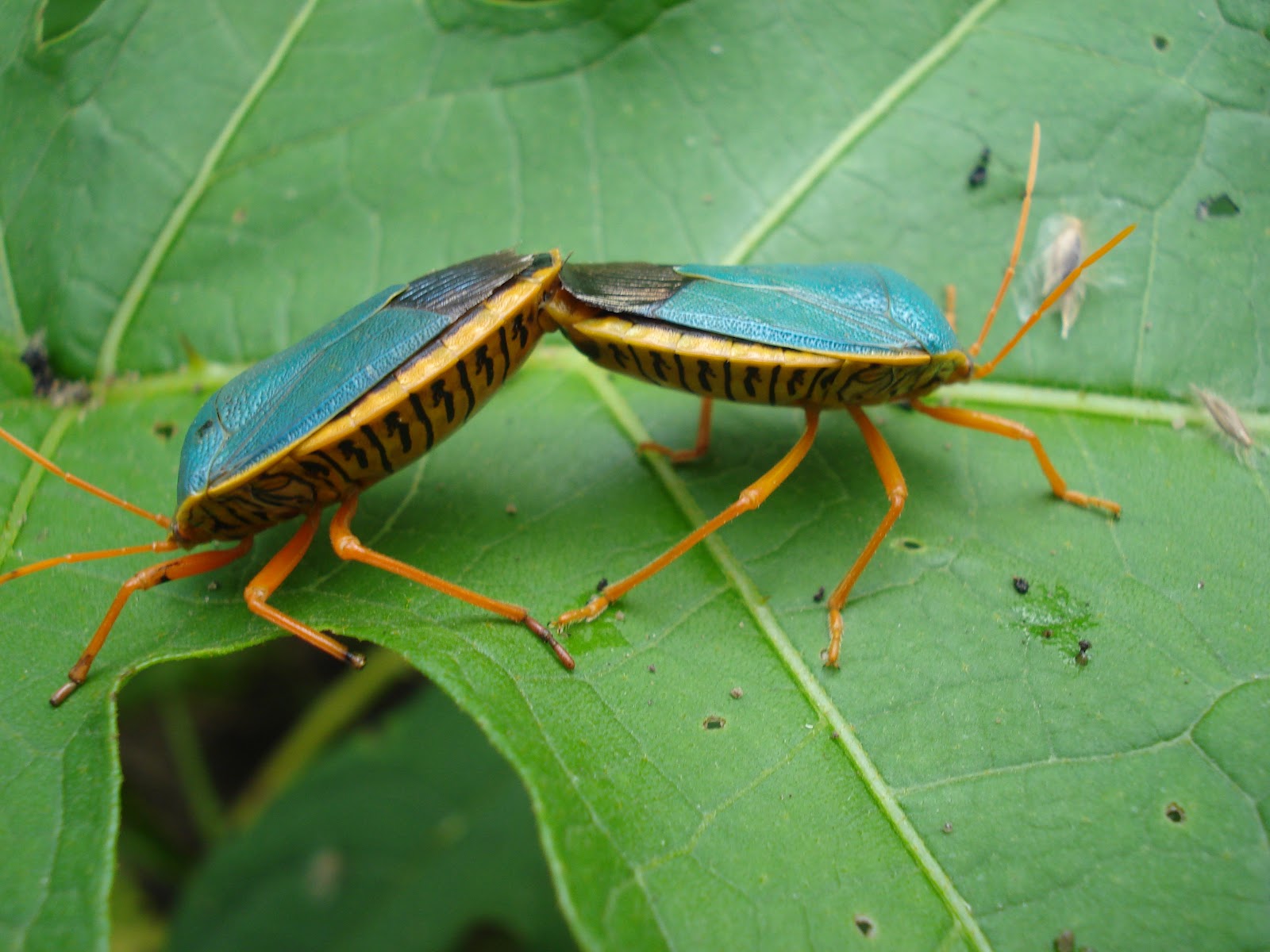 Exposición Fotográfica de la Biodiversidad: Biodiversidad Fotográfica ...