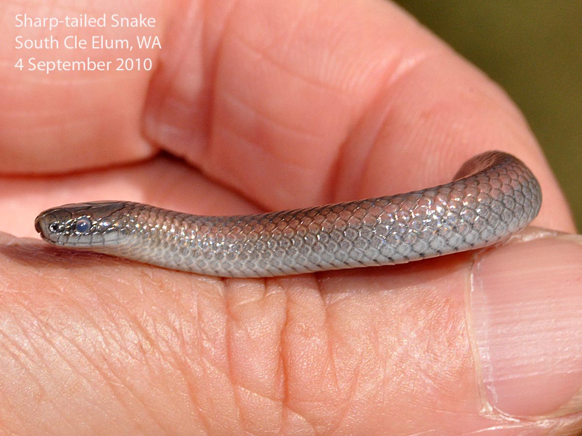 Northwest Nature Notes: SOME SNAKES ARE SHARP, SOME ARE DULL