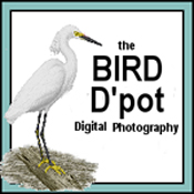 Ecobirder: Northern Flicker