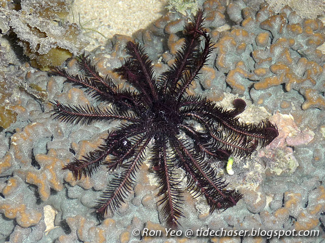tHE tiDE cHAsER: Feather Stars (Phylum Echinodermata: Class Crinoidea ...