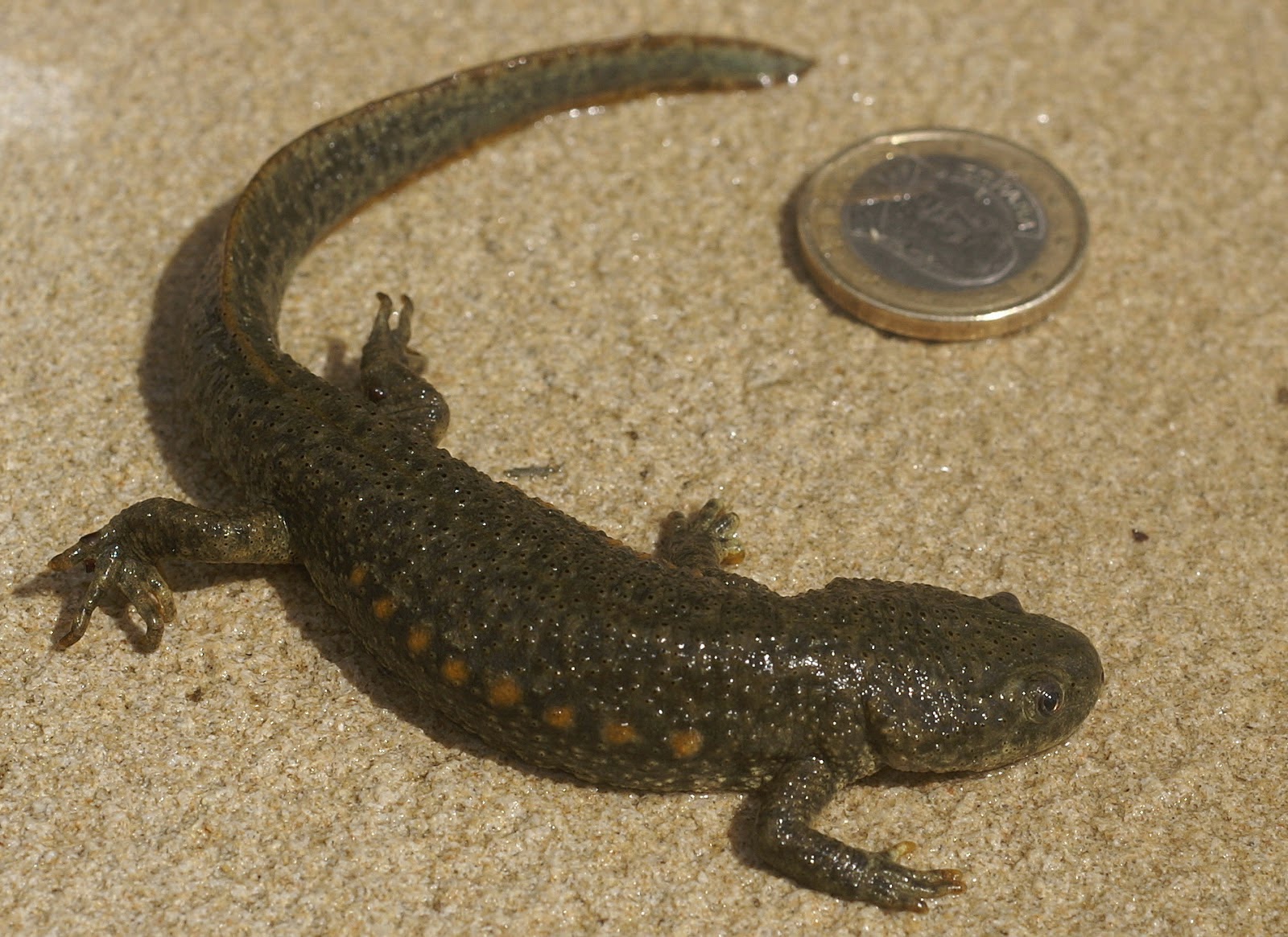 Forest Forestal: Gallipato