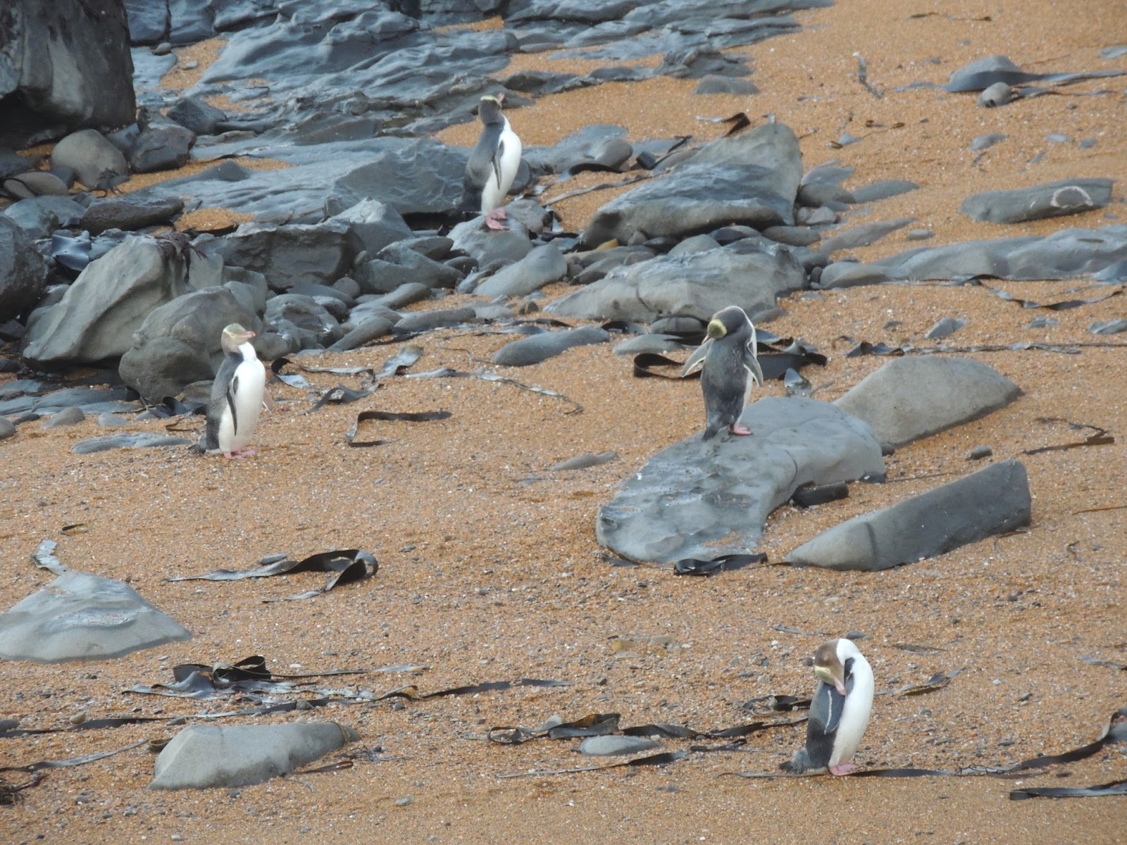 THE ROAD TAKEN : Hoiho: Yellow-Eyed Penguins