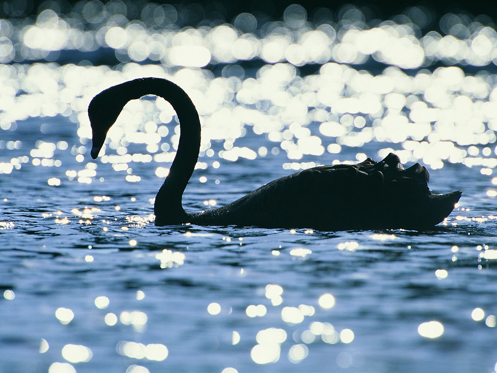 En Güzel Koleksiyon HD Resimler - Süper Koleksiyon Resimler | Rooteto
