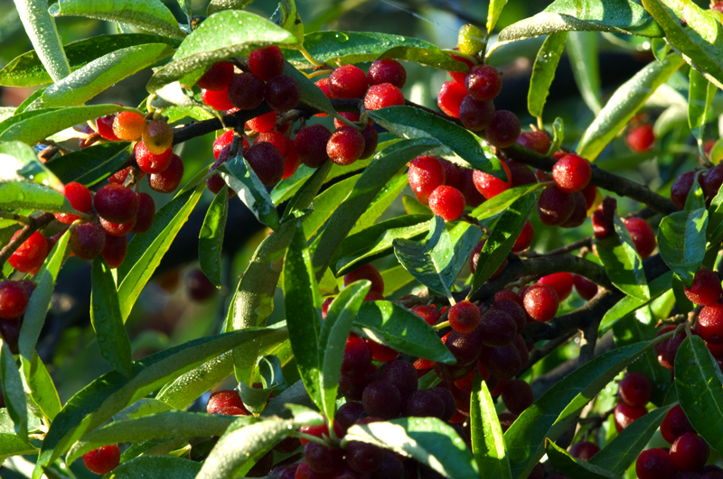 The 3 Foragers: Foraging for Wild, Natural, Organic Food: Autumn Olives ...