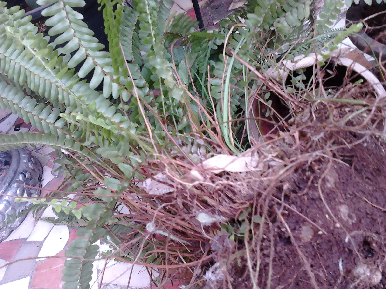 Garden Care Simplified: A New Bigger Home, Transplanting Ornamental ...